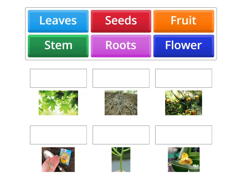 Parts of the Plant - Match up