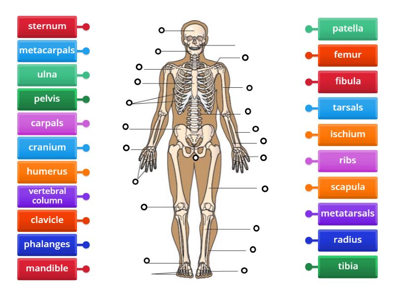 Human Skeletal System - Labelled diagram
