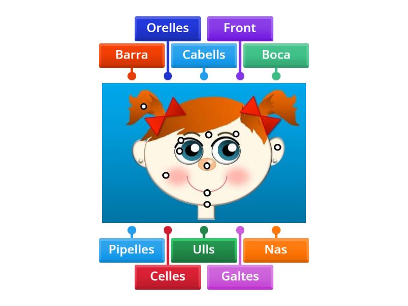 PARTS DE LA CARA - Labelled diagram