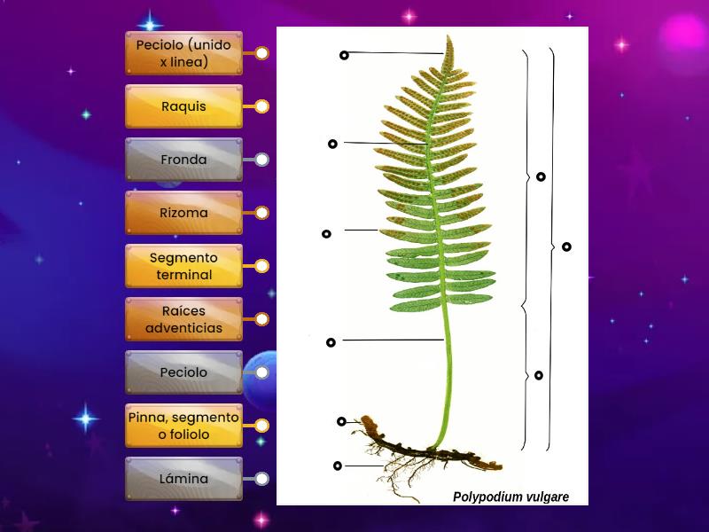 Fronda de los Helechos - Labelled diagram