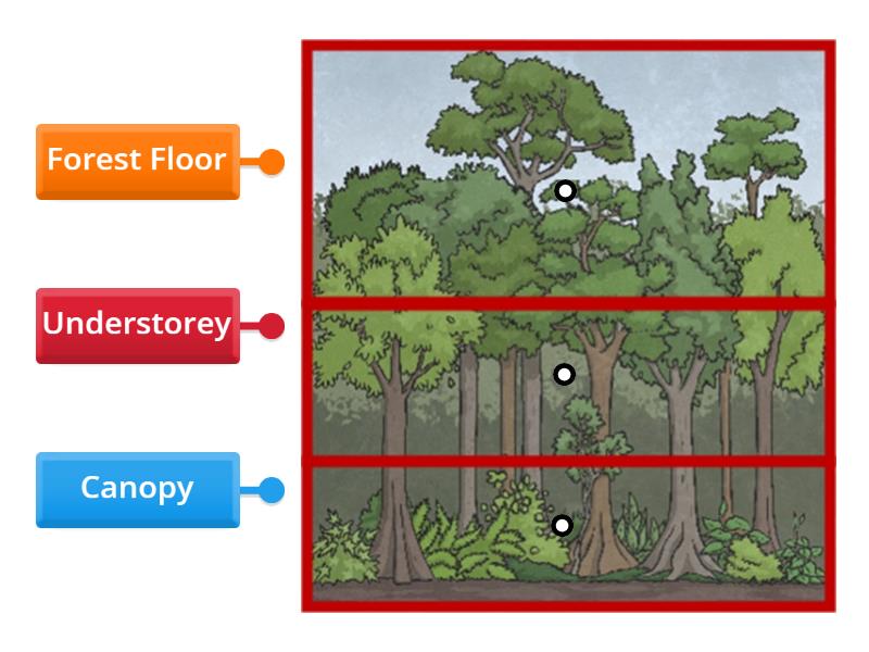 Layout of a rainforest - Labelled diagram