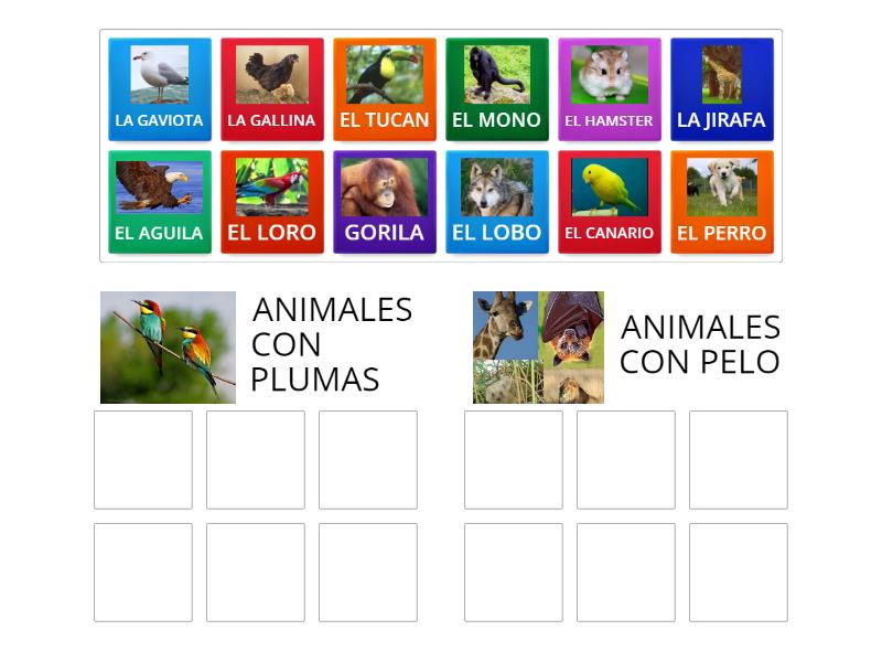 ANIMALES CON PELO Y PLUMAS - Ordenar por grupo