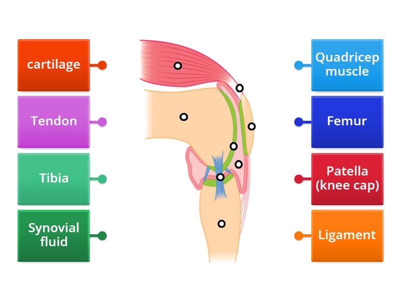 Synovial Knee Joint - Labelled diagram