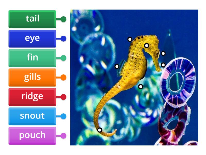 Seahorse Diagram - Labelled diagram