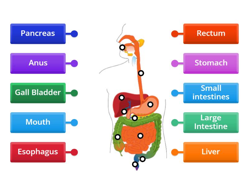 parts of the digestive system - Labelled diagram