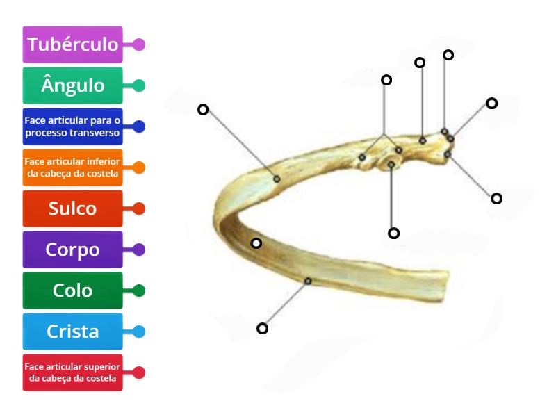Anatomia da COSTELA - Labelled diagram