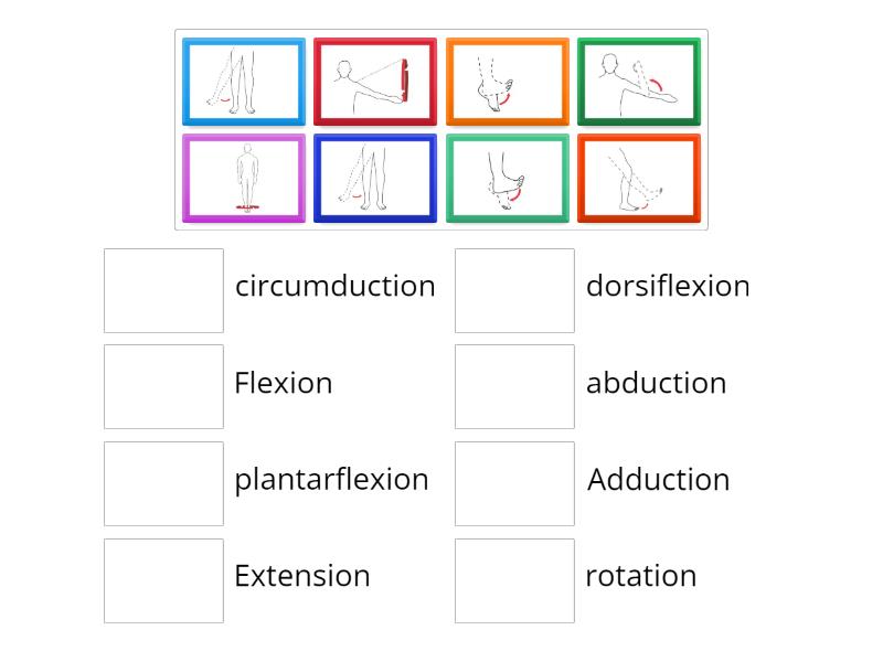 Muscle movement - Match up