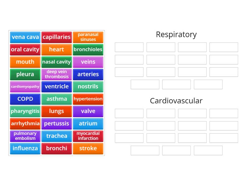 Respiratory and cardiovascular system - Group sort