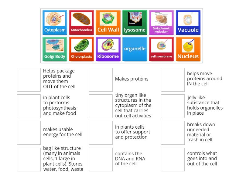 Eukaryotic Cell Organelles - Match up