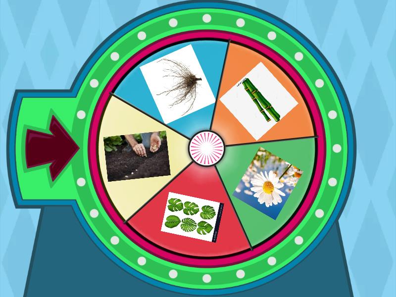 Parts of a plant - Spin the wheel