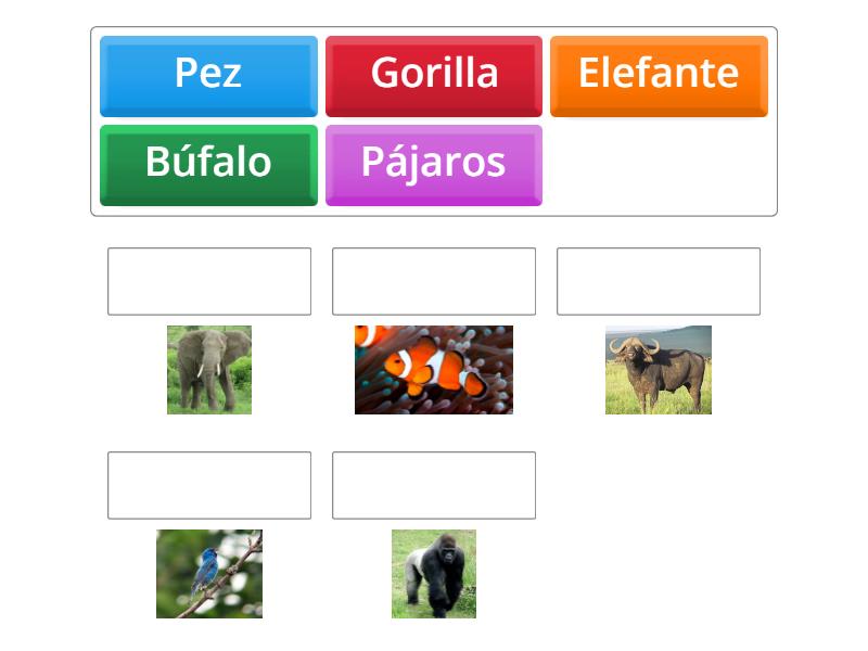 Los animales - Match up
