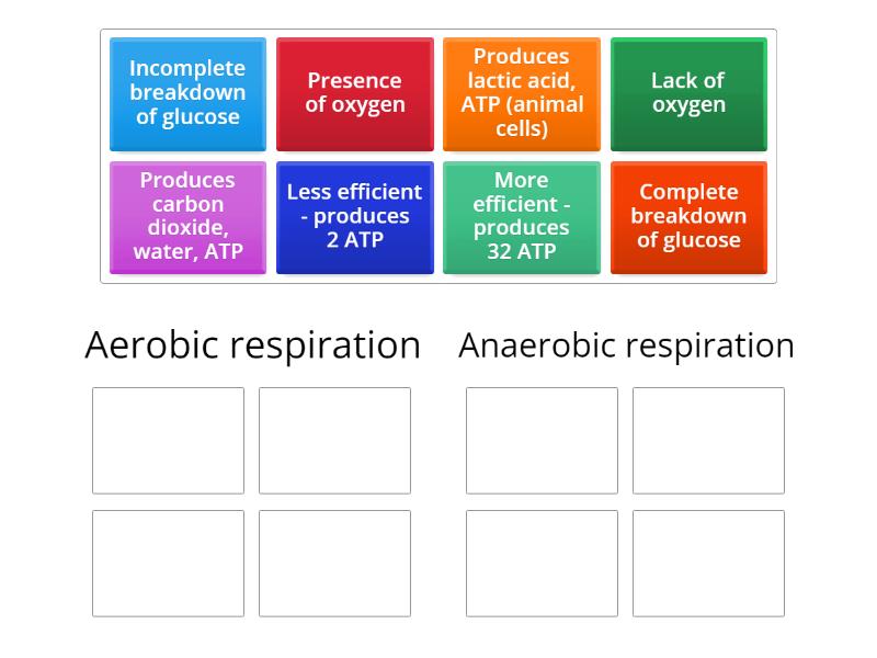 Aerobic and Anaerobic respiration - Group sort