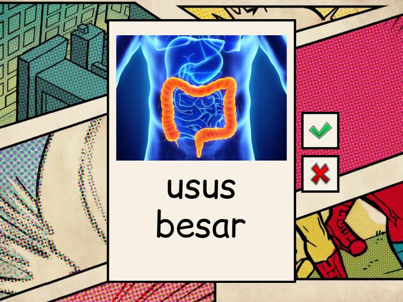 Makanan sehat dan organ tubuh - Flash cards