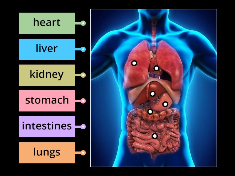 Human body - Labelled diagram