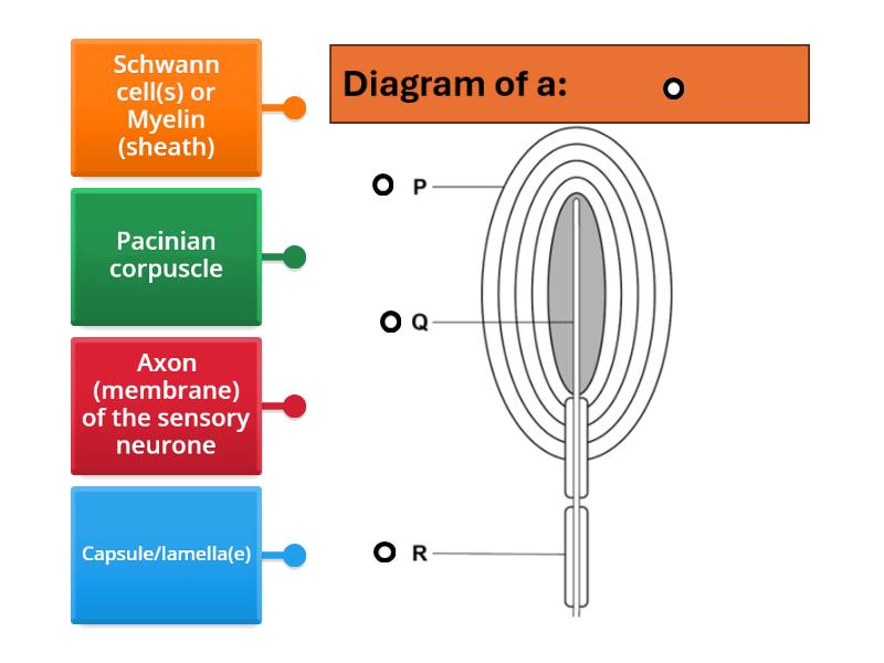 Pacinian corpuscle AQA AS and A-level Biology - Labelled diagram