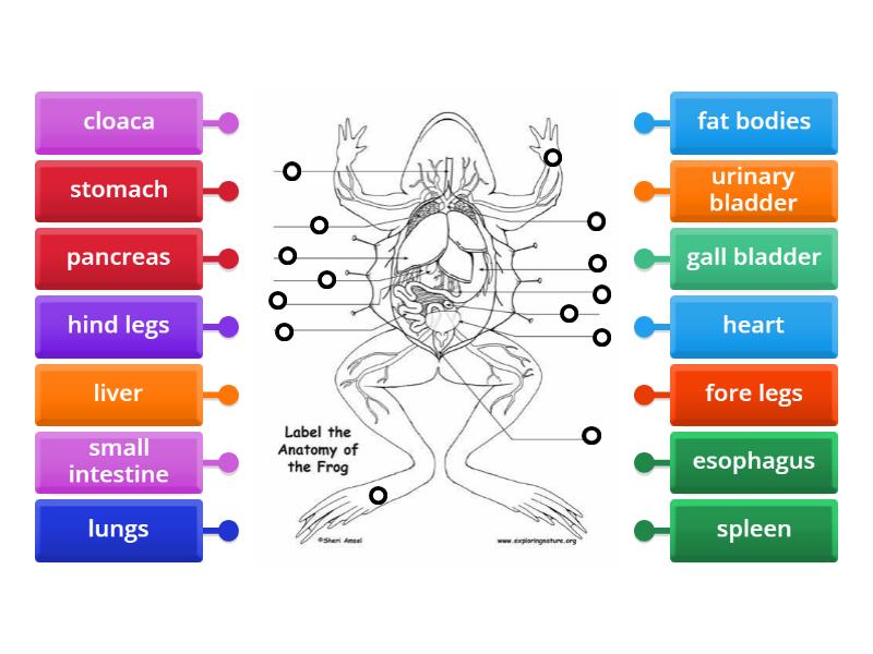 Internal Frog Anatomy Review - Labelled diagram