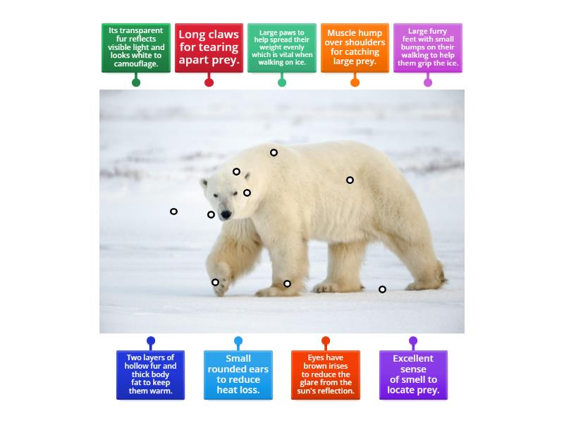 A polar bear's adaptation - Labelled diagram