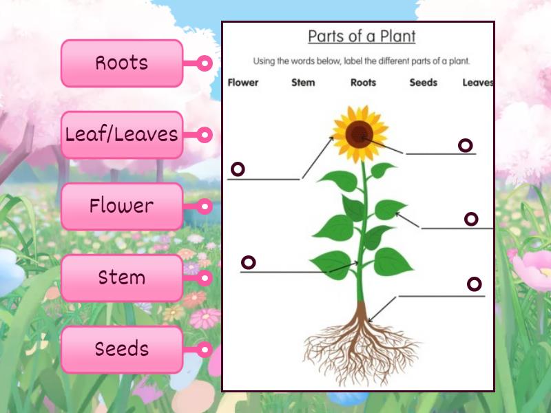 Parts of a plant. - Labelled diagram
