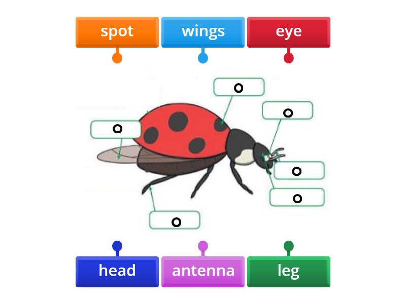 Bugs / Insects - Labelled diagram