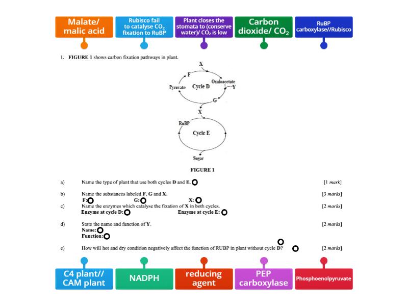 Carbon fixation pathway in plant - Labelled diagram