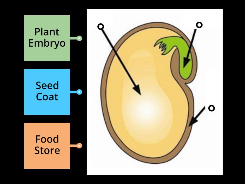 S1 BGE Parts of a Seed - Labelled diagram