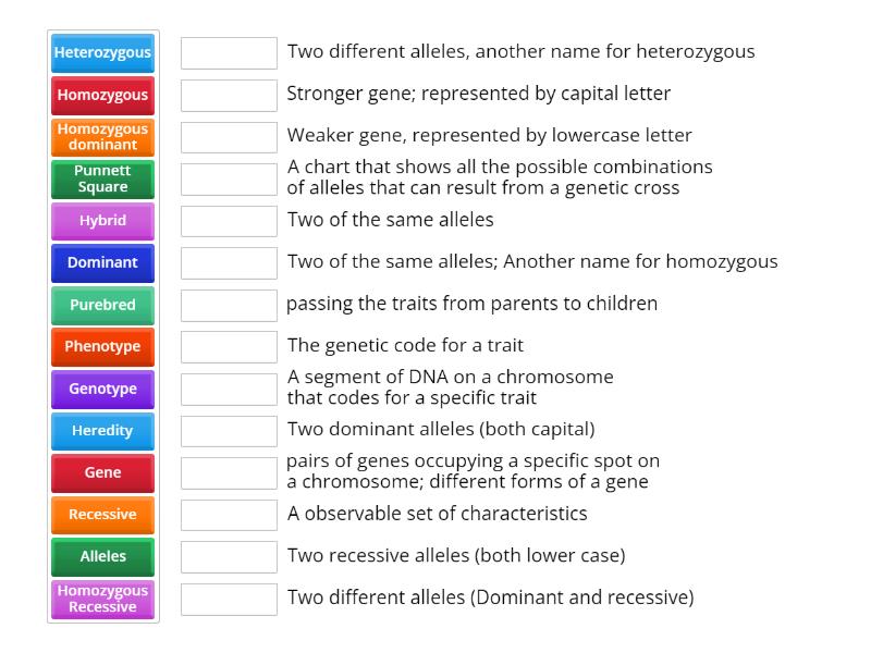 Punnett Square Vocabulary - Match up