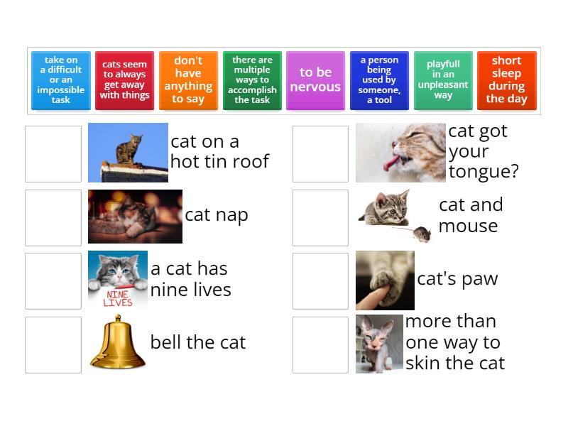 Cat idioms - Une las parejas