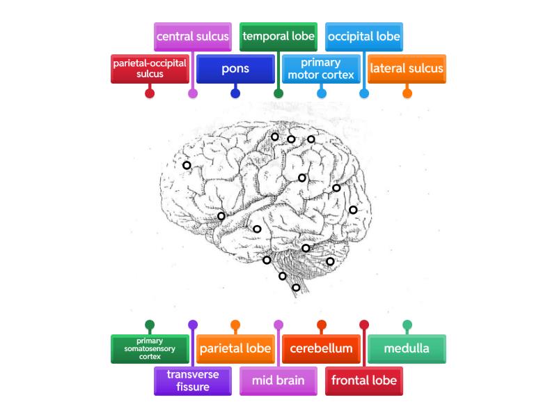 Superficial Brain View - Labelled diagram