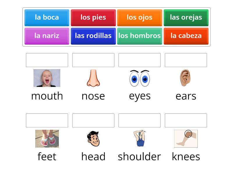 Los partes del cuerpo - Match up