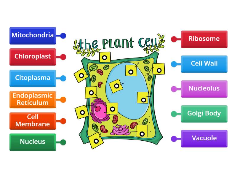 THE PLANT CELL DIAGRAM - Labelled diagram
