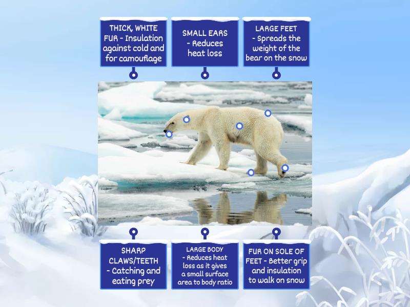 TUN: Tundra Animal Adaptations (Polar Bears) - Labelled diagram