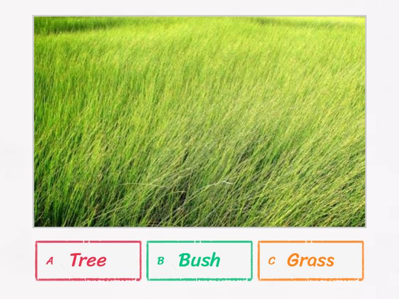Types of plants - Quiz