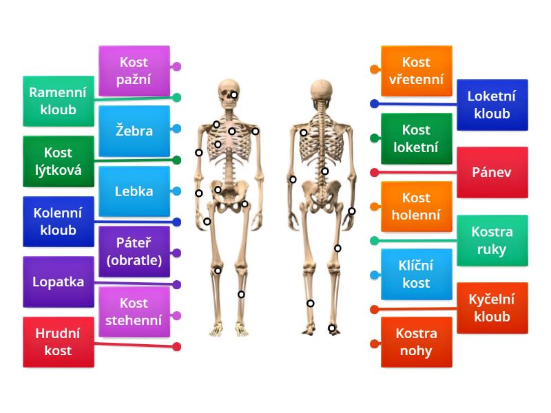 Kostra - Labelled diagram