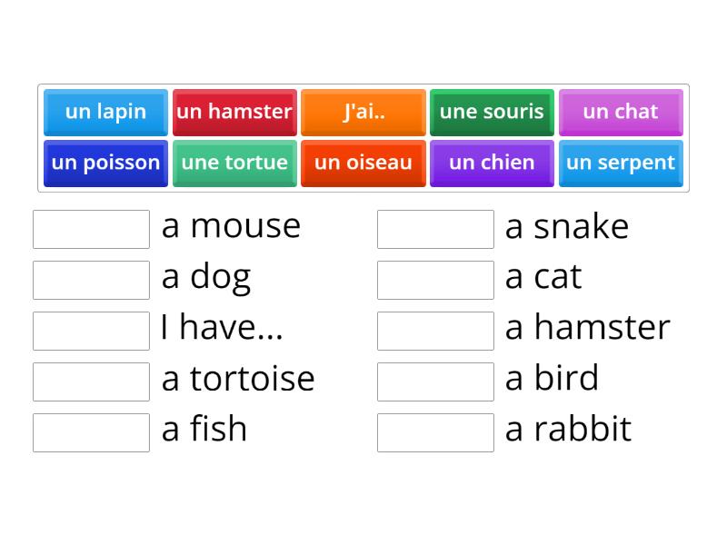 Y3 French: pets - Match up
