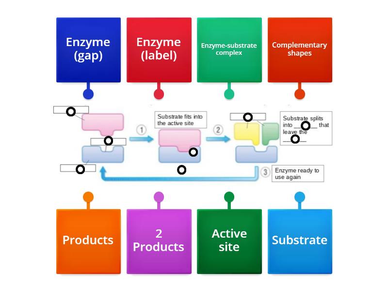Enzyme labelling - Imagem com legenda