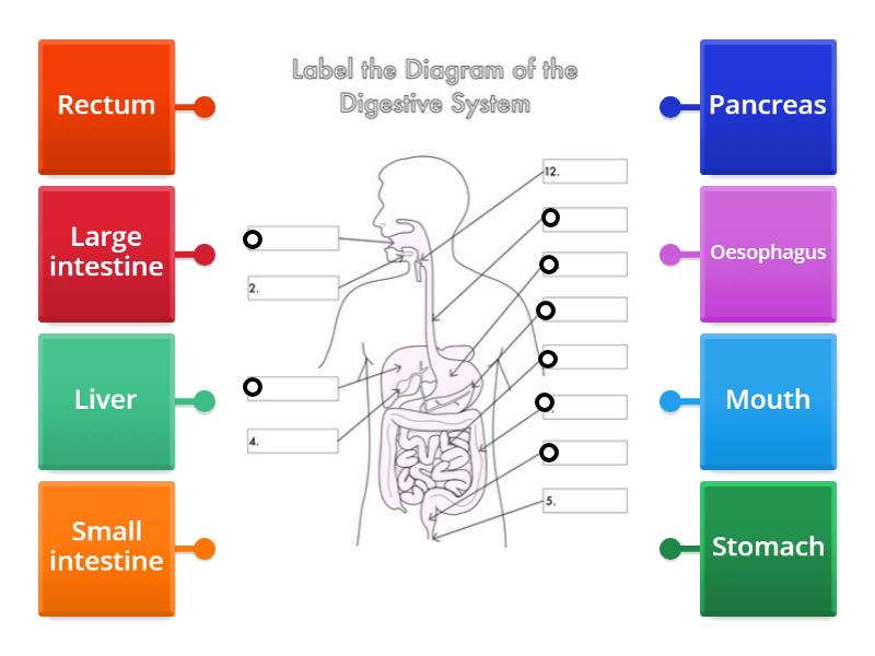 Digestive system - Labelled diagram