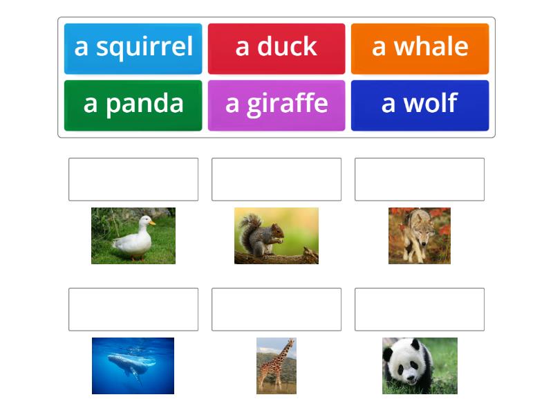 Animals - Can you guess the names of these animals? - Match up