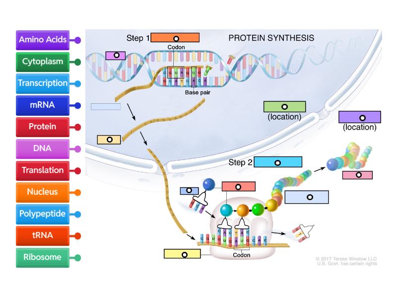 The Protein Synthesis Process - Labelled diagram