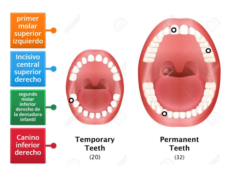 Denticiones - Labelled diagram