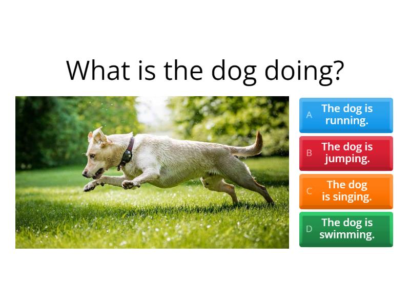 animals + verbs - Quiz