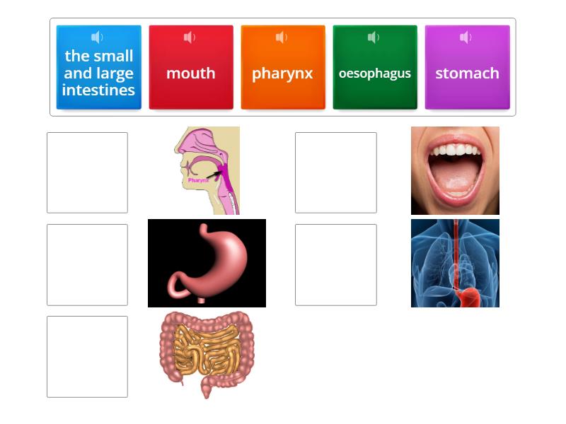 Digestive system - Match up