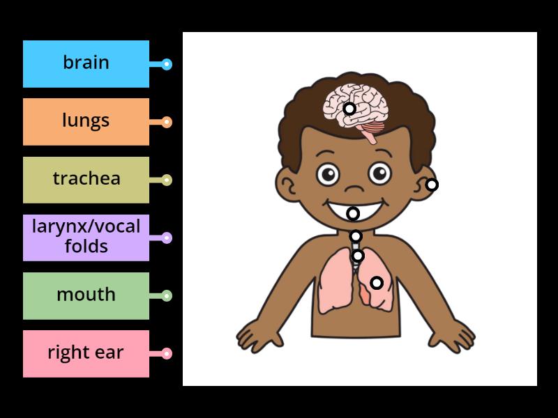 Speech Machine - Labelled diagram
