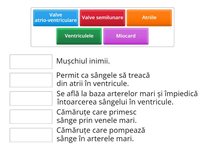 Structura internă a inimii - Match up