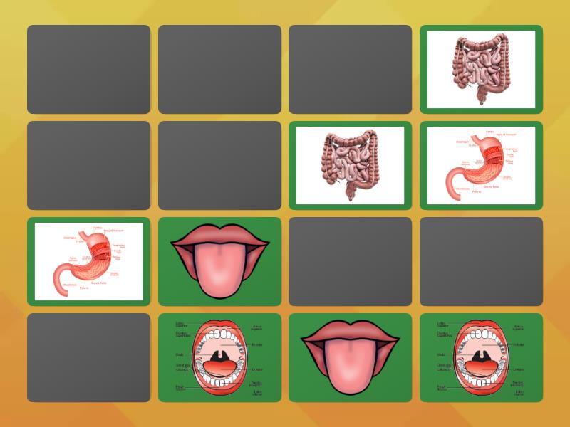 Organos del aparato digestivo est. JEAE JEMA 2024 - Matching pairs
