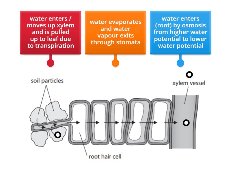Movement of water through a plant - Labelled diagram