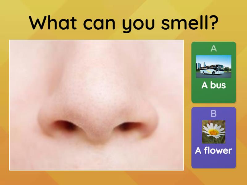 5 SENSES: Smell - Quiz