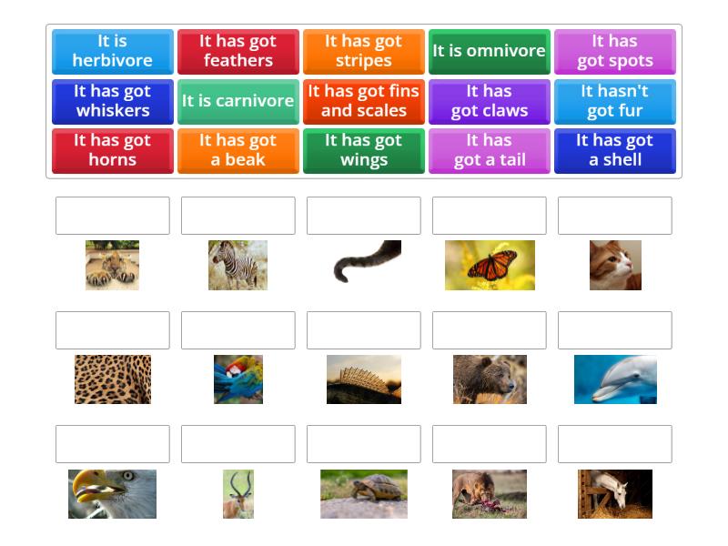 PARTS OF THE ANIMALS / HAS GOT - Match up