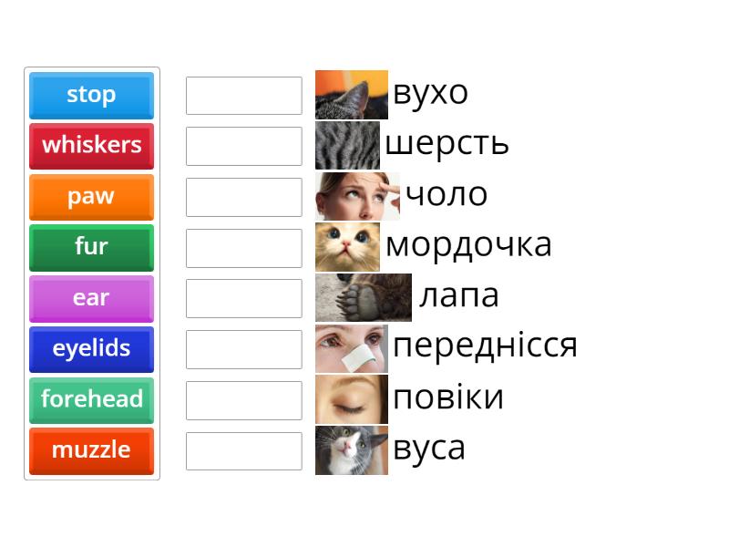 A1 The Secret Language of Cats - Match up