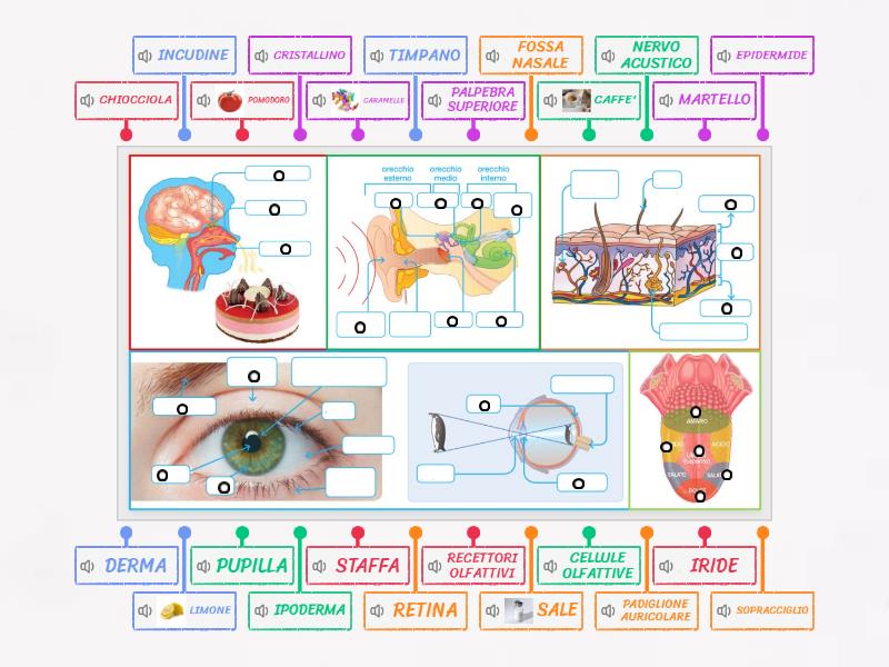 GLI ORGANI DI SENSO - Labelled diagram