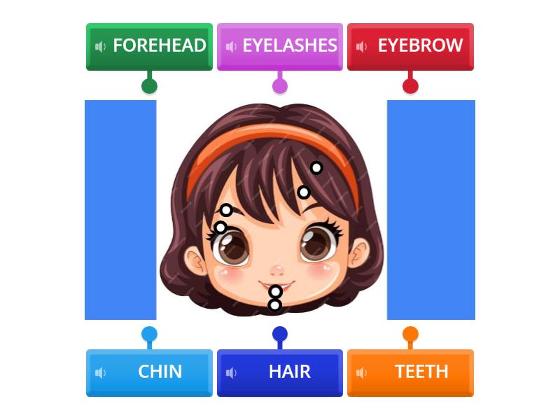 PARTS OF THE FACE - Labelled diagram